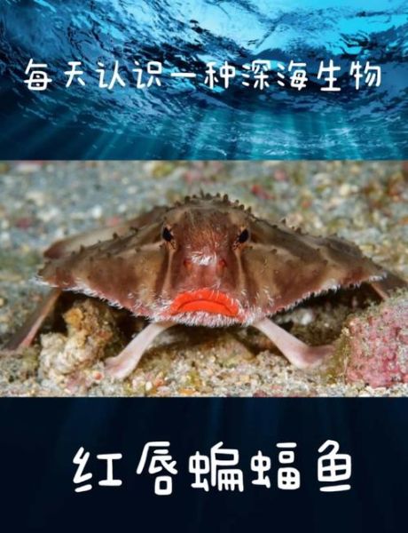 蝙蝠鱼又叫什么名字_蝙蝠鱼别名有哪些-第1张图片-山城妙识 蝙蝠鱼又叫什么名字_蝙蝠鱼别名有哪些-第1张图片-山城妙识