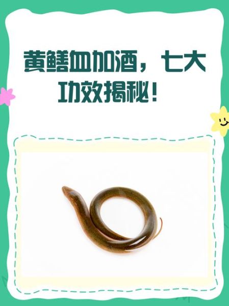 黄鳝血怎么取_黄鳝血取血技巧-第3张图片-山城妙识