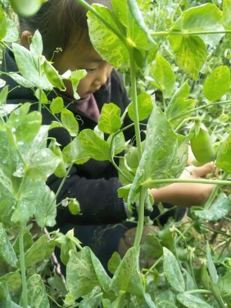 豌豆荚手机精灵电脑版怎么下载_豌豆荚电脑版连接不上手机怎么办-第2张图片-山城妙识 豌豆荚手机精灵电脑版怎么下载_豌豆荚电脑版连接不上手机怎么办-第2张图片-山城妙识