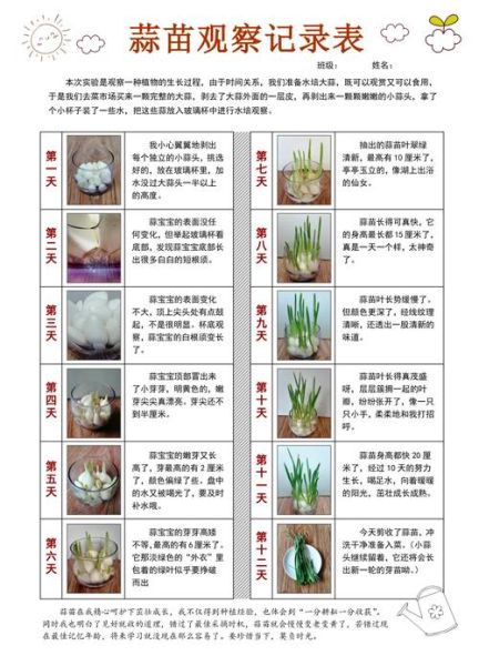 种大蒜观察日记怎么写_大蒜种植记录要点-第1张图片-山城妙识