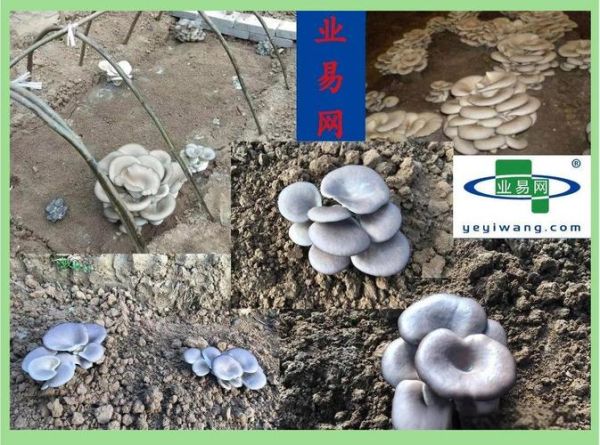 菌菇栽培技术_家庭如何种出高产平菇-第2张图片-山城妙识