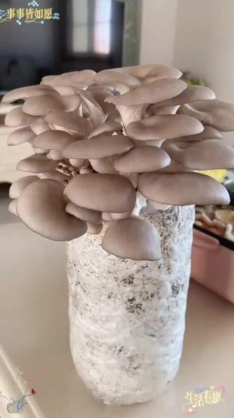 菌菇栽培技术_家庭如何种出高产平菇-第3张图片-山城妙识