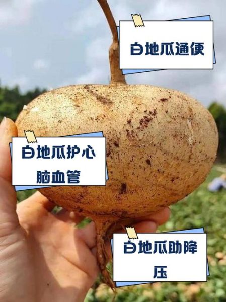 白地瓜生吃有什么好处_白地瓜生吃能减肥吗-第2张图片-山城妙识 白地瓜生吃有什么好处_白地瓜生吃能减肥吗-第2张图片-山城妙识