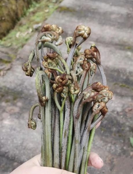 凉拌蕨菜怎么做_蕨菜焯水几分钟才安全-第2张图片-山城妙识 凉拌蕨菜怎么做_蕨菜焯水几分钟才安全-第2张图片-山城妙识