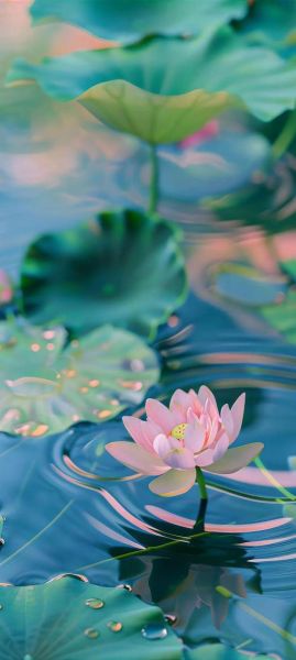 苹果图片大全大图_苹果高清壁纸哪里下载-第3张图片-山城妙识 苹果图片大全大图_苹果高清壁纸哪里下载-第3张图片-山城妙识