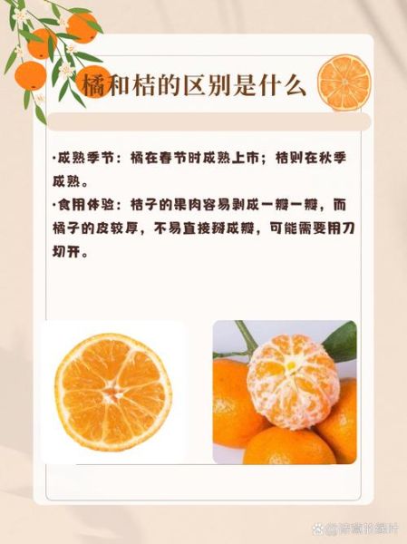 橘子和橙子的区别_哪个营养更高-第1张图片-山城妙识 橘子和橙子的区别_哪个营养更高-第1张图片-山城妙识