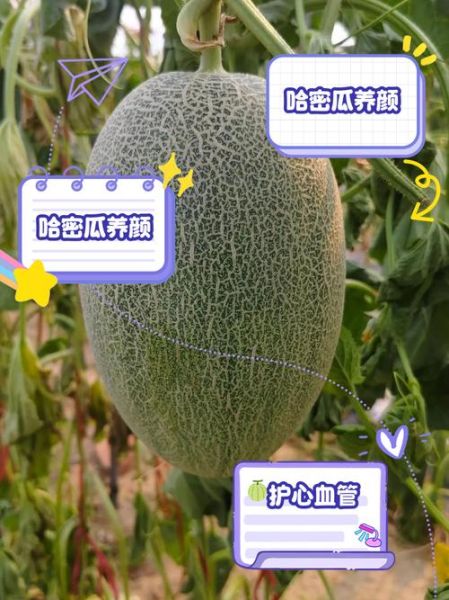 哈密瓜减肥能吃吗_哈密瓜的功效与作用减肥-第2张图片-山城妙识 哈密瓜减肥能吃吗_哈密瓜的功效与作用减肥-第2张图片-山城妙识