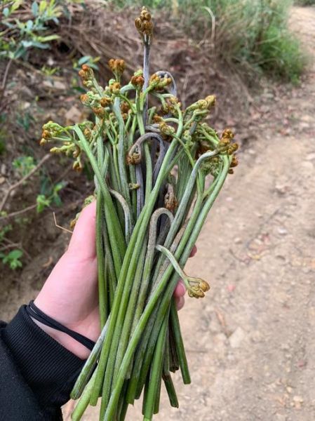 蕨菜怎么读_蕨菜是发物吗-第1张图片-山城妙识 蕨菜怎么读_蕨菜是发物吗-第1张图片-山城妙识