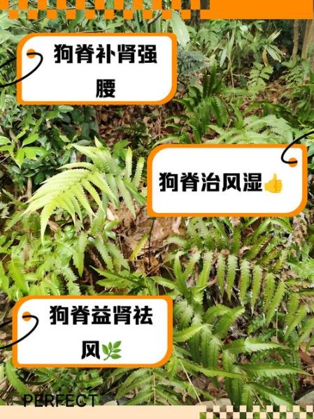 烫狗脊的功效与作用_烫狗脊适合哪些人吃-第1张图片-山城妙识 烫狗脊的功效与作用_烫狗脊适合哪些人吃-第1张图片-山城妙识