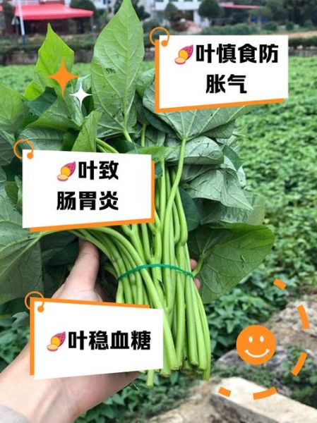 红薯叶的危害_吃红薯叶会中毒吗-第1张图片-山城妙识 红薯叶的危害_吃红薯叶会中毒吗-第1张图片-山城妙识