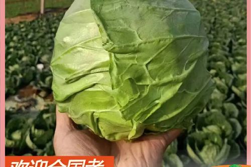 甘蓝菜和卷心菜的区别_哪个营养价值更高-第2张图片-山城妙识 甘蓝菜和卷心菜的区别_哪个营养价值更高-第2张图片-山城妙识