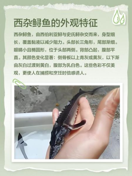鲟鱼品种大全集图片_鲟鱼怎么区分-第3张图片-山城妙识 鲟鱼品种大全集图片_鲟鱼怎么区分-第3张图片-山城妙识