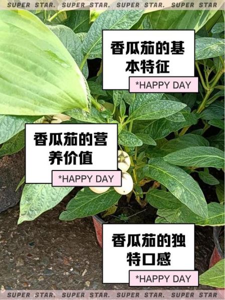 茄瓜的功效与作用_茄瓜怎么吃最营养-第2张图片-山城妙识 茄瓜的功效与作用_茄瓜怎么吃最营养-第2张图片-山城妙识