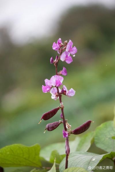 扁豆花图片怎么拍_扁豆花长什么样-第2张图片-山城妙识 扁豆花图片怎么拍_扁豆花长什么样-第2张图片-山城妙识