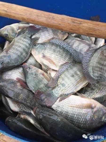 福寿鱼多少钱一斤_福寿鱼怎么做好吃-第3张图片-山城妙识 福寿鱼多少钱一斤_福寿鱼怎么做好吃-第3张图片-山城妙识