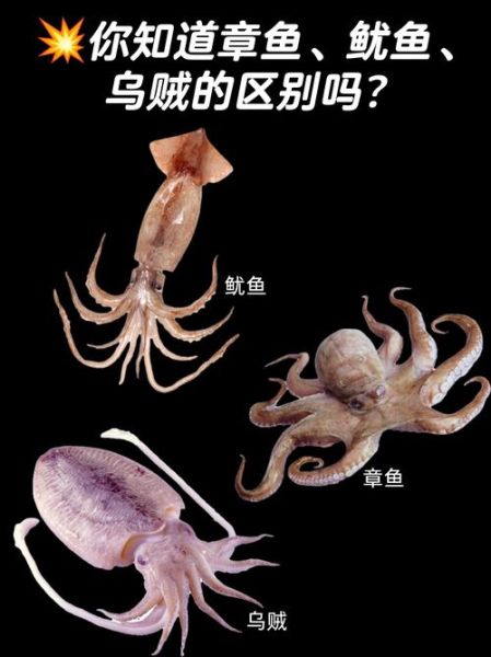 章鱼和乌贼的区别_哪个更聪明-第1张图片-山城妙识