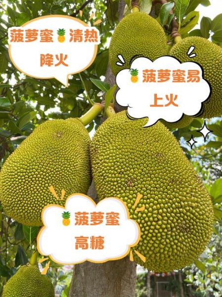 菠萝的功效与作用禁忌_它上火吗-第1张图片-山城妙识 菠萝的功效与作用禁忌_它上火吗-第1张图片-山城妙识