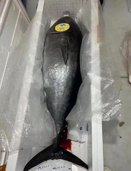 金枪鱼多少钱一斤_金枪鱼价格为什么差距大-第2张图片-山城妙识