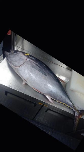 金枪鱼多少钱一斤_金枪鱼价格为什么差距大-第3张图片-山城妙识