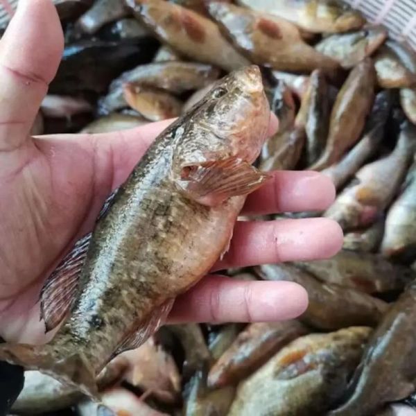 老头鱼是什么鱼_老头鱼图片怎么区分真假-第1张图片-山城妙识 老头鱼是什么鱼_老头鱼图片怎么区分真假-第1张图片-山城妙识