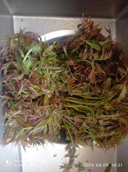 腌香椿芽怎么吃_腌香椿芽的家常做法-第3张图片-山城妙识 腌香椿芽怎么吃_腌香椿芽的家常做法-第3张图片-山城妙识