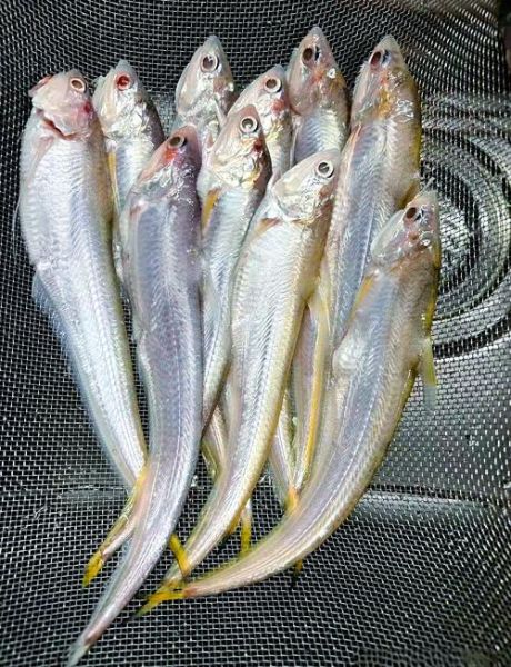 地摊香煎凤尾鱼是什么鱼_为什么叫凤尾鱼-第1张图片-山城妙识 地摊香煎凤尾鱼是什么鱼_为什么叫凤尾鱼-第1张图片-山城妙识