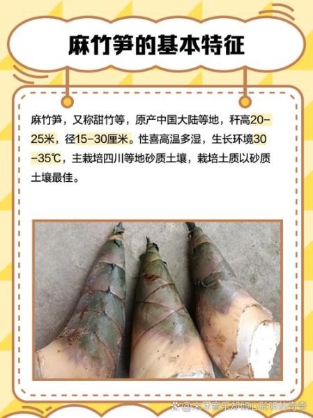 麻竹笋怎么做好吃_麻竹笋的禁忌有哪些-第2张图片-山城妙识 麻竹笋怎么做好吃_麻竹笋的禁忌有哪些-第2张图片-山城妙识