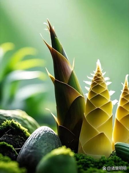 女人吃笋容易衰老吗_吃笋会导致皮肤松弛吗-第1张图片-山城妙识 女人吃笋容易衰老吗_吃笋会导致皮肤松弛吗-第1张图片-山城妙识