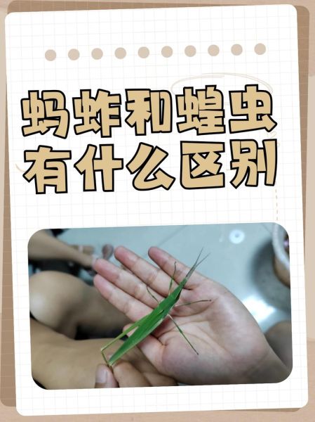 蝗虫和蚂蚱的区别_蝗虫蚂蚱哪个危害大-第2张图片-山城妙识 蝗虫和蚂蚱的区别_蝗虫蚂蚱哪个危害大-第2张图片-山城妙识