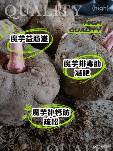魔芋不能和什么一起吃_吃了会中毒吗-第2张图片-山城妙识 魔芋不能和什么一起吃_吃了会中毒吗-第2张图片-山城妙识