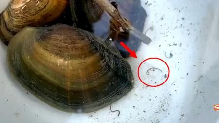 老公吃河蚌感染寄生虫_症状多久出现-第2张图片-山城妙识 老公吃河蚌感染寄生虫_症状多久出现-第2张图片-山城妙识