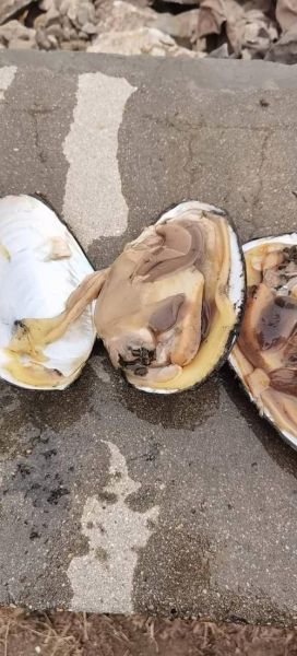 老公吃河蚌感染寄生虫_症状多久出现-第3张图片-山城妙识 老公吃河蚌感染寄生虫_症状多久出现-第3张图片-山城妙识