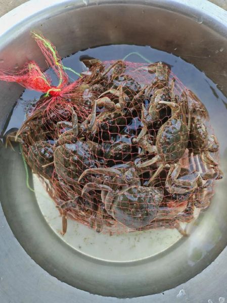 野生螃蟹吃什么食物_野生螃蟹爱吃什么-第2张图片-山城妙识 野生螃蟹吃什么食物_野生螃蟹爱吃什么-第2张图片-山城妙识