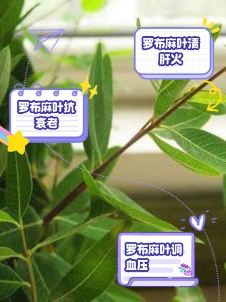 罗布麻叶禁忌_哪些人不能吃-第2张图片-山城妙识