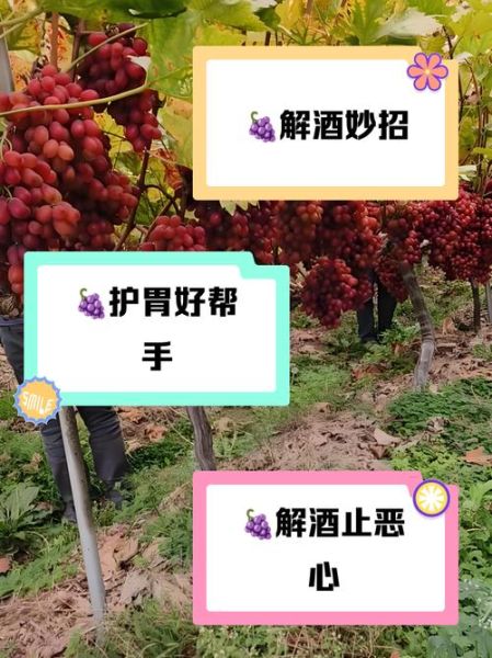 吃葡萄多了的副作用_葡萄吃多了会怎样-第1张图片-山城妙识 吃葡萄多了的副作用_葡萄吃多了会怎样-第1张图片-山城妙识