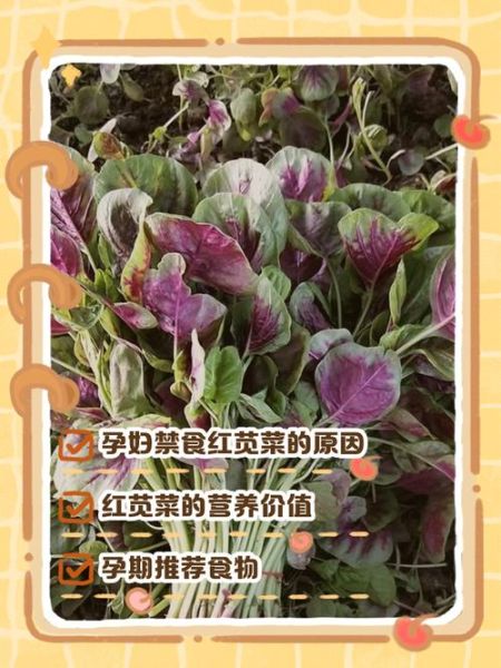 紫苋菜孕妇能吃吗_孕妇吃紫苋菜注意事项-第1张图片-山城妙识 紫苋菜孕妇能吃吗_孕妇吃紫苋菜注意事项-第1张图片-山城妙识