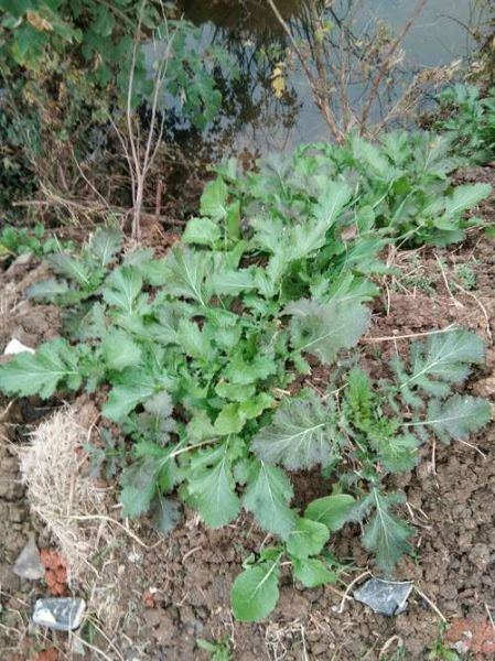 野雪里红图片功效与作用_野雪里红怎么吃最养生-第3张图片-山城妙识