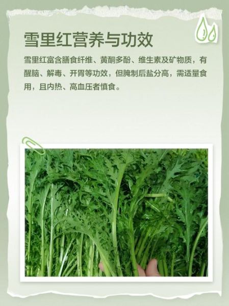 野雪里红图片功效与作用_野雪里红怎么吃最养生-第2张图片-山城妙识