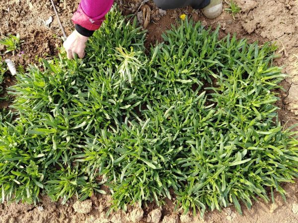 面条菜怎么做好吃_面条菜的家常做法大全-第3张图片-山城妙识