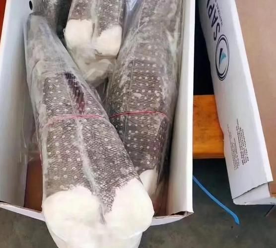 银雪鱼吃什么饵料_银雪鱼饵料配方大全-第2张图片-山城妙识 银雪鱼吃什么饵料_银雪鱼饵料配方大全-第2张图片-山城妙识