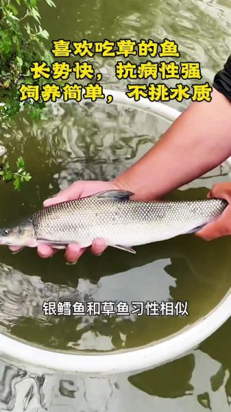 银雪鱼吃什么饵料_银雪鱼饵料配方大全-第3张图片-山城妙识 银雪鱼吃什么饵料_银雪鱼饵料配方大全-第3张图片-山城妙识