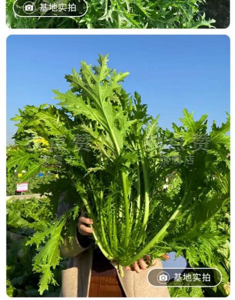 雪里蕻什么时候种_雪里蕻怎么种才高产-第3张图片-山城妙识 雪里蕻什么时候种_雪里蕻怎么种才高产-第3张图片-山城妙识