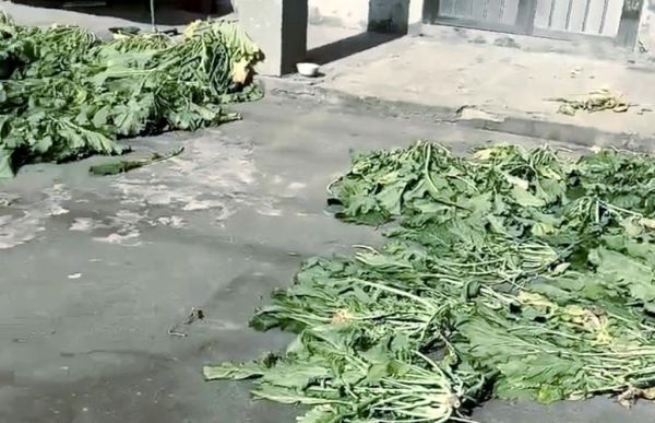 雪里蕻什么时候种_雪里蕻怎么种才高产-第1张图片-山城妙识 雪里蕻什么时候种_雪里蕻怎么种才高产-第1张图片-山城妙识