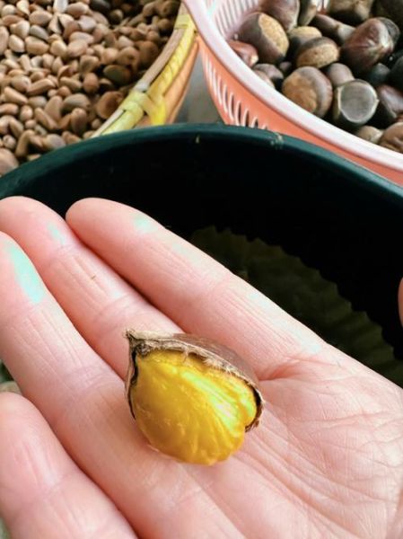 板栗怎么长期保存_板栗放冰箱会不会坏-第1张图片-山城妙识 板栗怎么长期保存_板栗放冰箱会不会坏-第1张图片-山城妙识