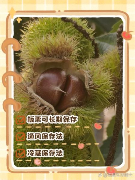 板栗怎么长期保存_板栗放冰箱会不会坏-第2张图片-山城妙识 板栗怎么长期保存_板栗放冰箱会不会坏-第2张图片-山城妙识