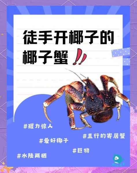 椰子蟹怎么吃椰子_椰子蟹开椰子技巧-第1张图片-山城妙识
