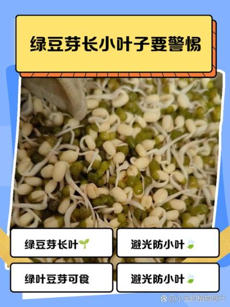 绿豆芽发芽长出绿叶子可以吃吗_绿豆芽变绿了还能吃吗-第3张图片-山城妙识 绿豆芽发芽长出绿叶子可以吃吗_绿豆芽变绿了还能吃吗-第3张图片-山城妙识