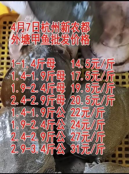 甲鱼养殖成本多少钱一斤_甲鱼养殖成本怎么计算-第1张图片-山城妙识 甲鱼养殖成本多少钱一斤_甲鱼养殖成本怎么计算-第1张图片-山城妙识