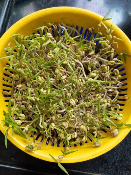 绿豆芽发芽长出绿叶子可以吃吗_绿豆芽变绿了还能吃吗-第2张图片-山城妙识 绿豆芽发芽长出绿叶子可以吃吗_绿豆芽变绿了还能吃吗-第2张图片-山城妙识