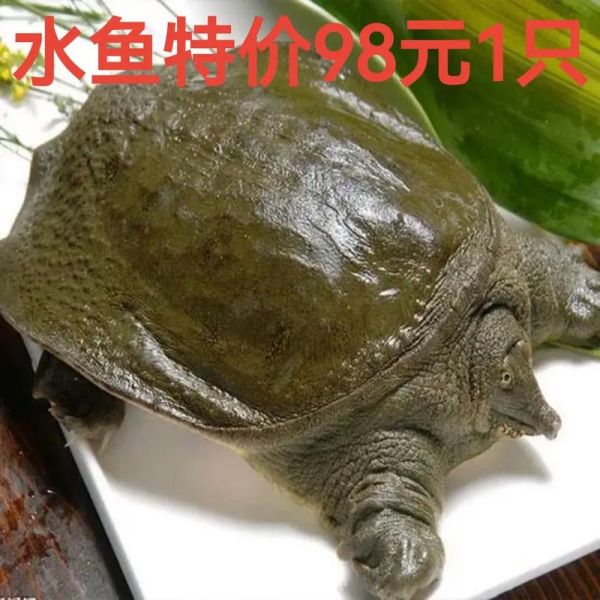 甲鱼养殖成本多少钱一斤_甲鱼养殖成本怎么计算-第3张图片-山城妙识 甲鱼养殖成本多少钱一斤_甲鱼养殖成本怎么计算-第3张图片-山城妙识
